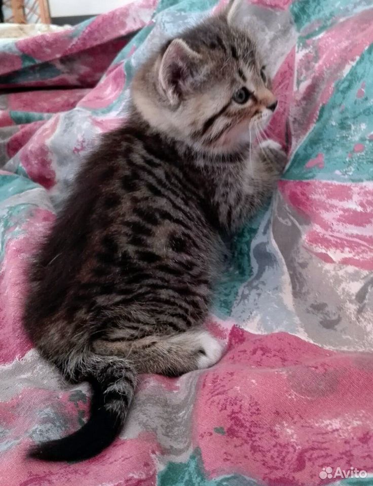 Кому пушистое счастье и антидепрессант