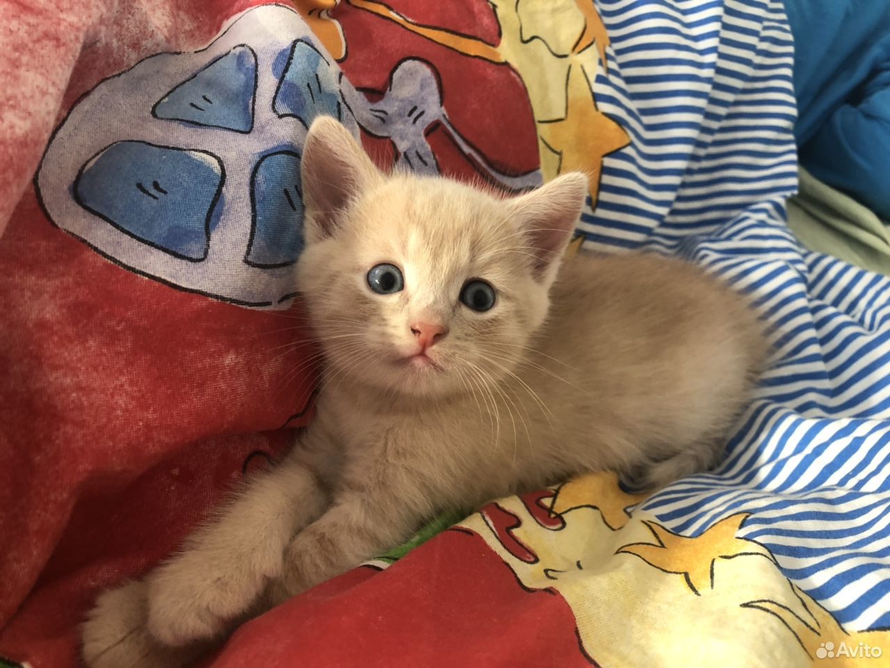 Милый Котёнок