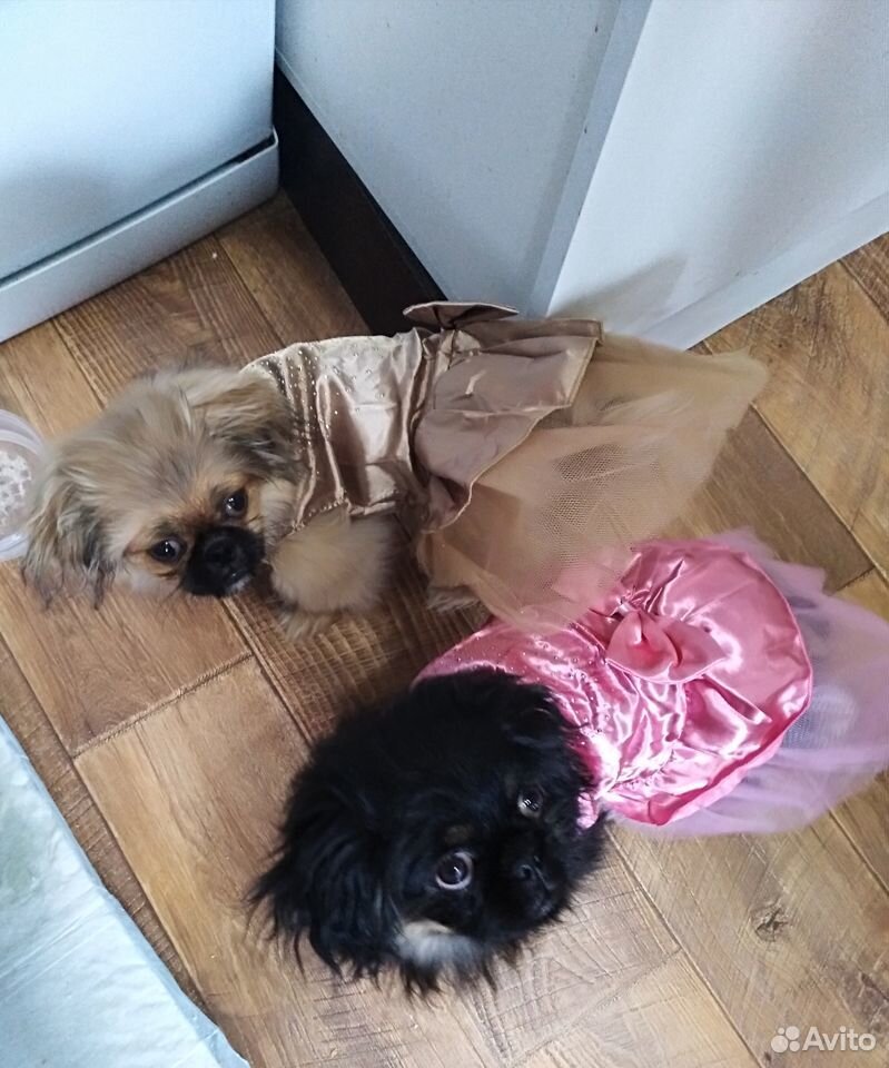 Продам щенков пекинеса