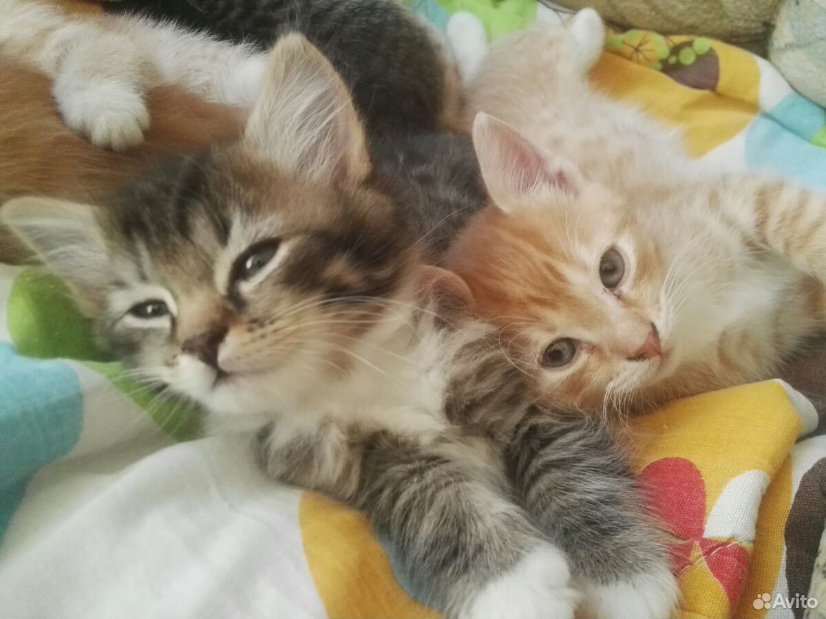 Милые эгейские котята (Даром)
