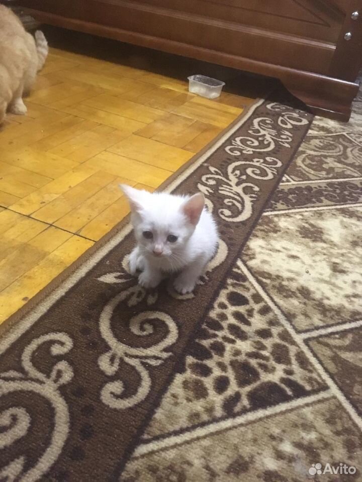 Кошка