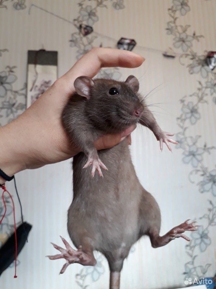 Декоративная крыса