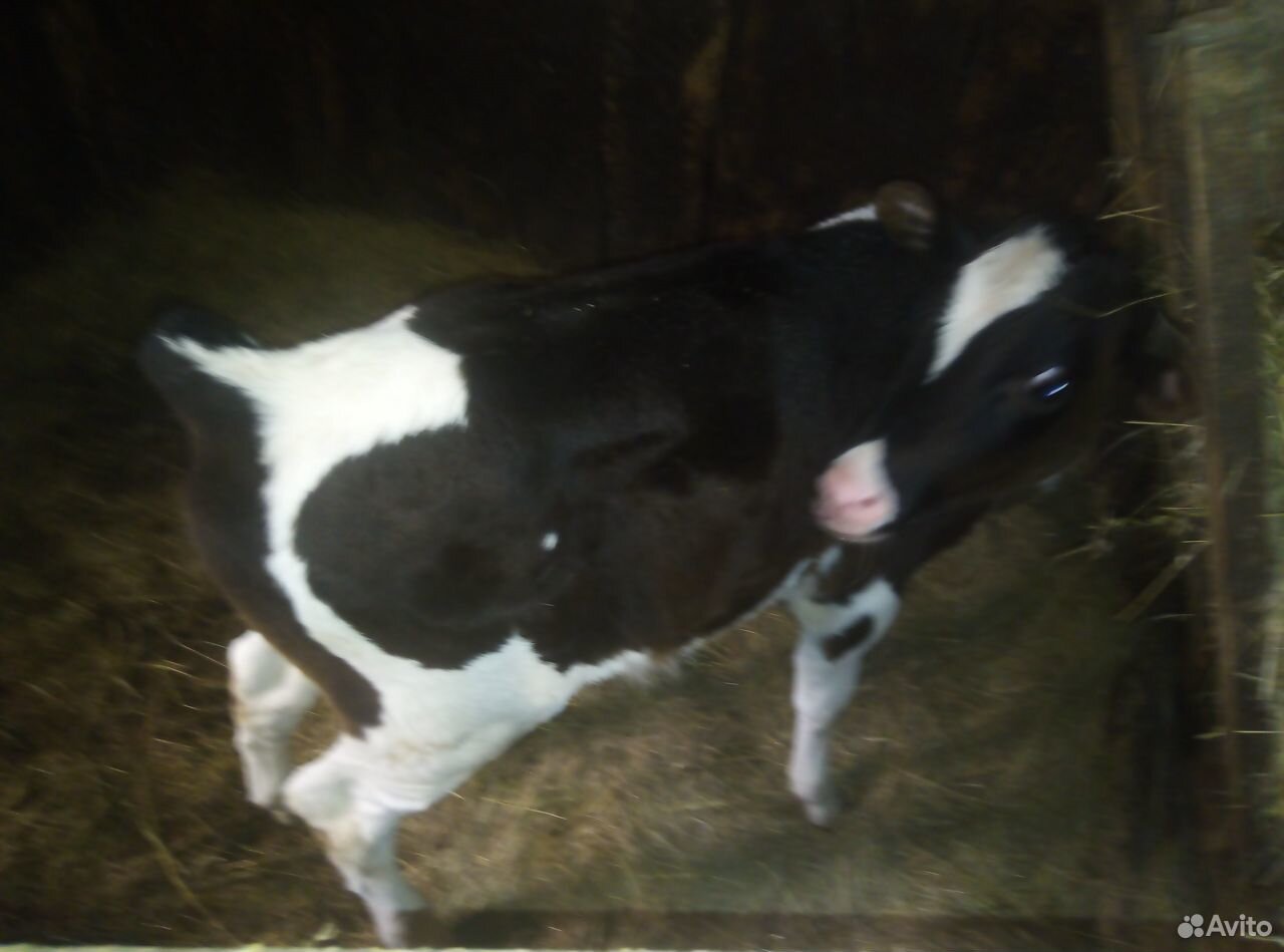 Продаётся 2 месячная тёлочка