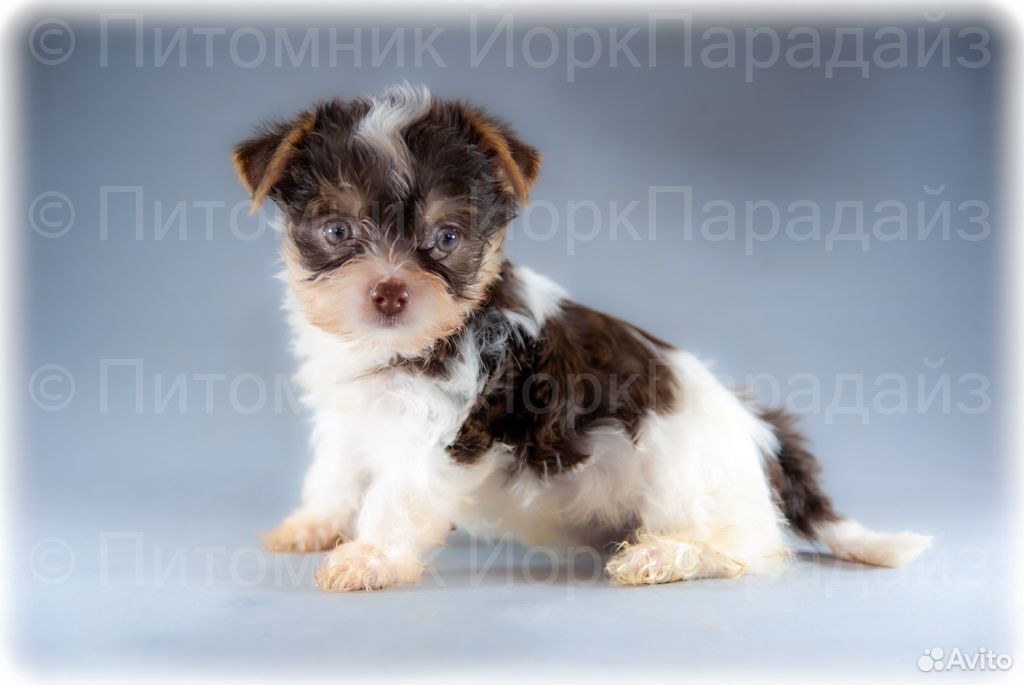 Биро мальчик