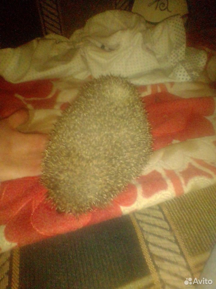 Ежик