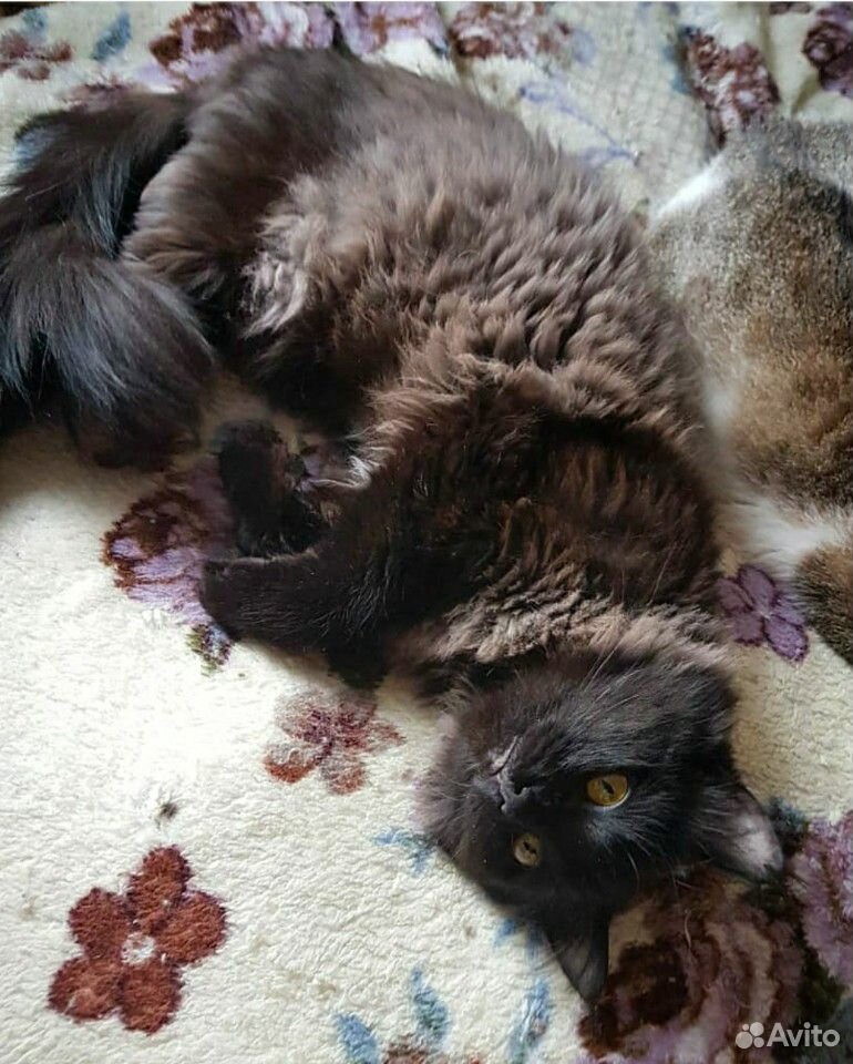 Кот ищет дом