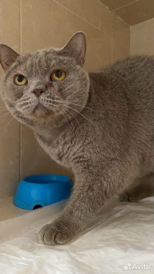 Кот жемчужно серый 3 года