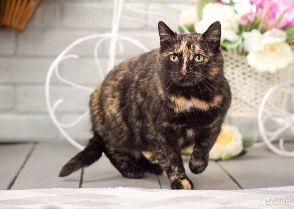 Кошечка Черри в добрые Руки