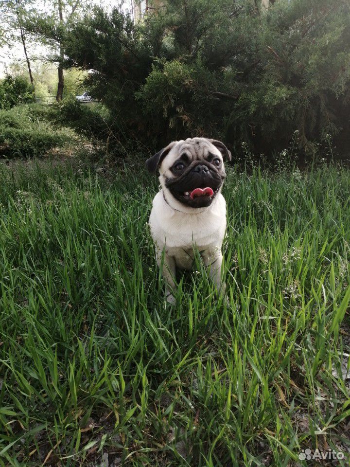 Продам мопсика с паспортом и спальным местом