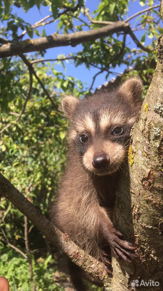Енотики месячные хорята