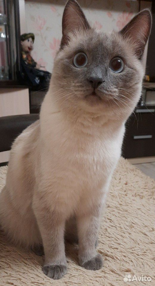 Тонкинез кот