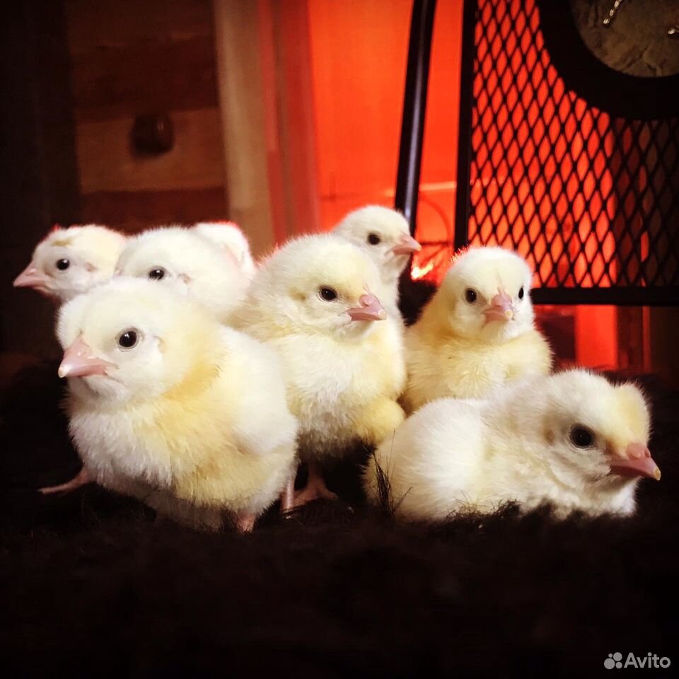 Цыпленок бройлер