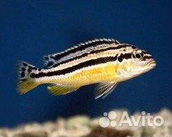 Цихлиды 2 шт