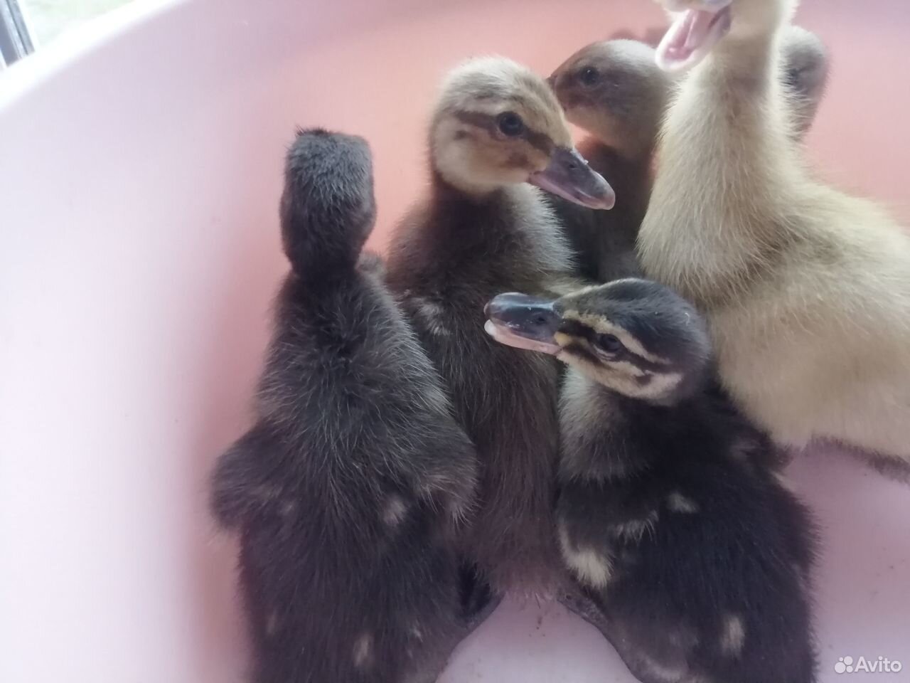 Утята обмен или продажа