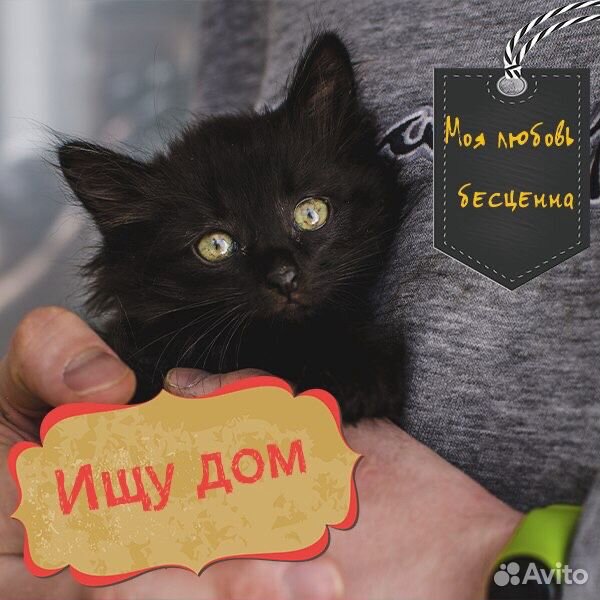 Маленькое пушистое счастье
