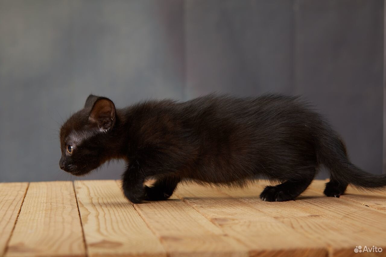 Котенок мальчик возраст 1 мес ищет новый дом