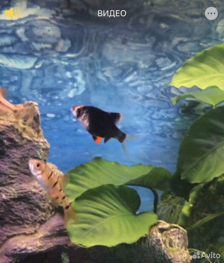 Барбус зелёный