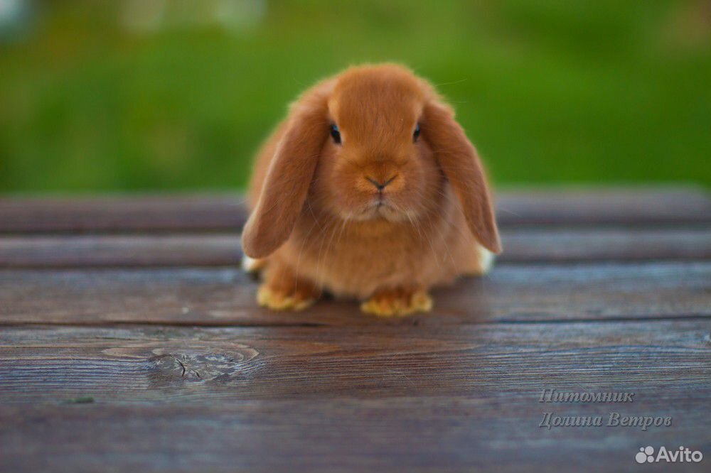 Карликовый вислоухий кролик красного окраса