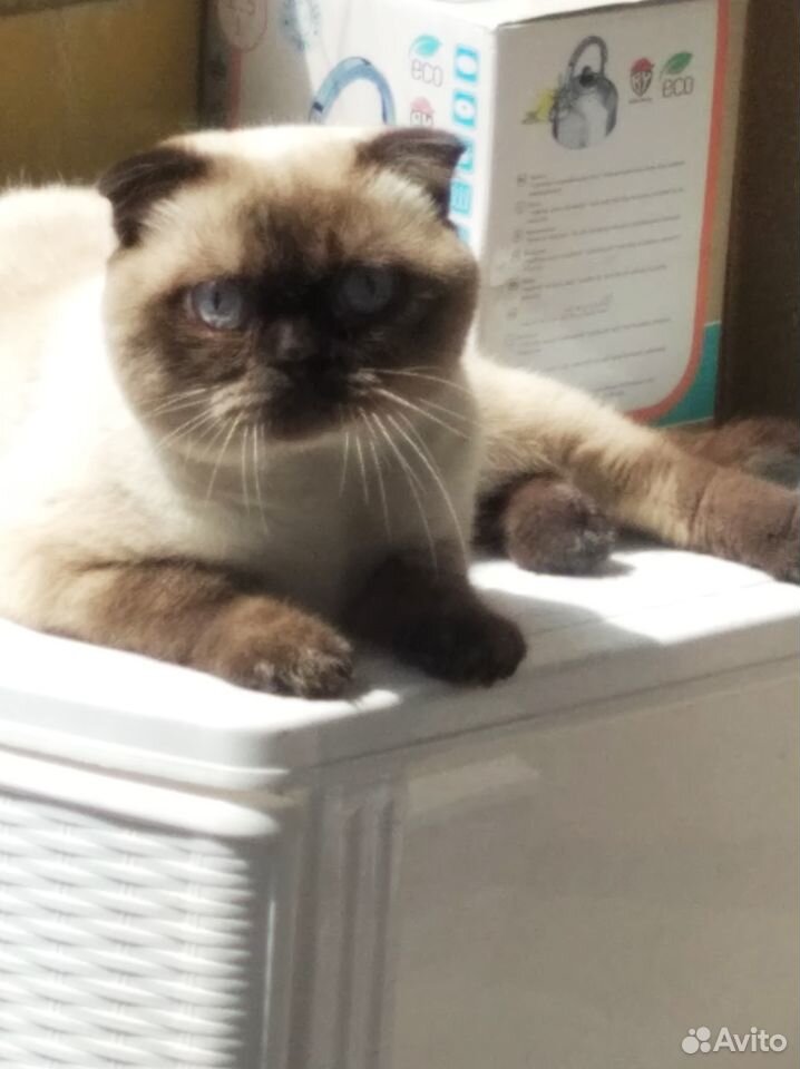 Найден шотландский котик(Перспективный