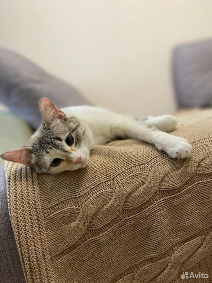 Кошечка в добрые руки