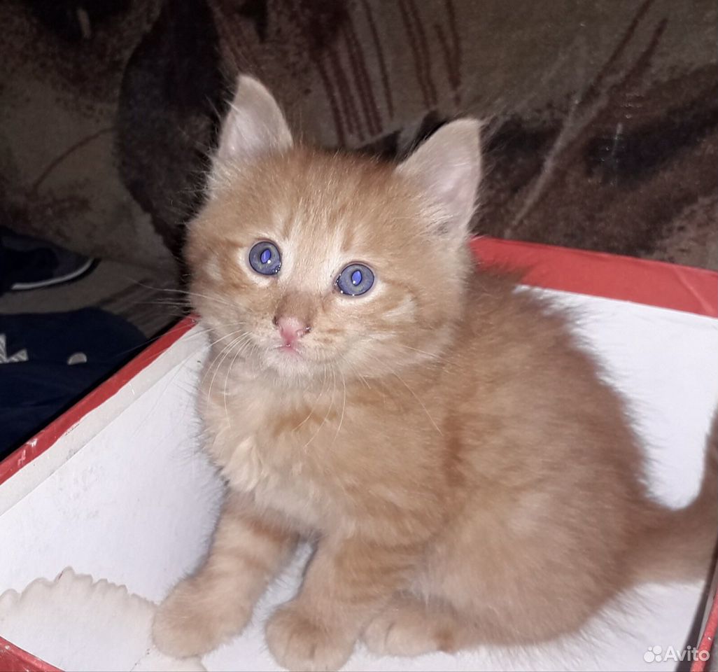 Котята