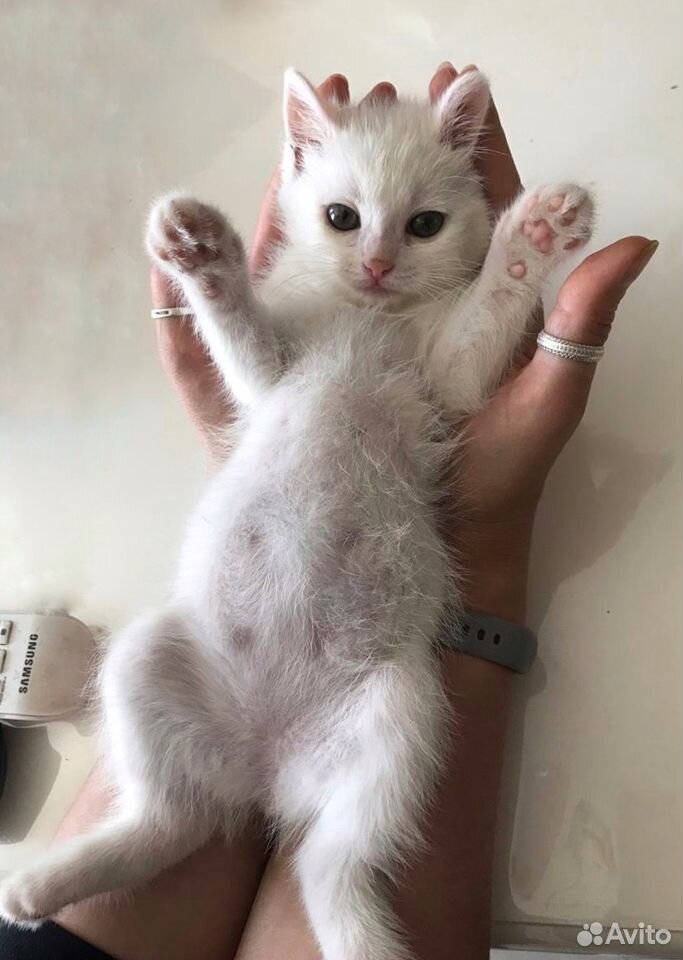 Отдам белого котенка в хорошие руки