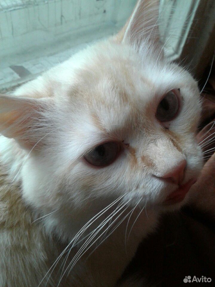 Кот ищет кошечку