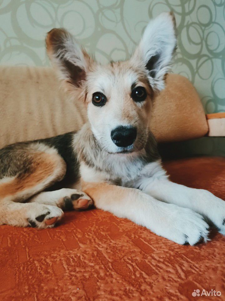 Щенок в добрые руки