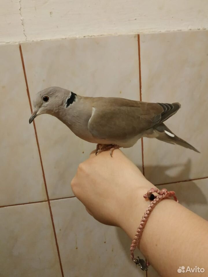 Смеющиеся горлицы