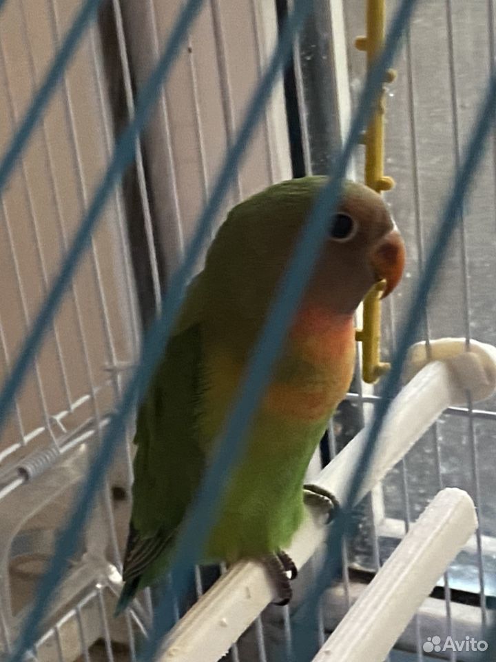 Попугай