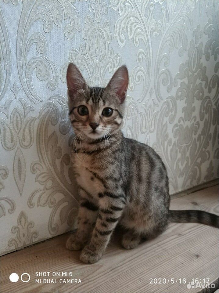 Бенгальская