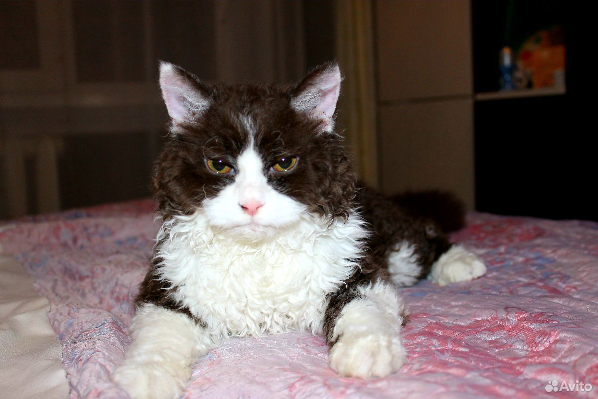 Селкирк-рекс вязка