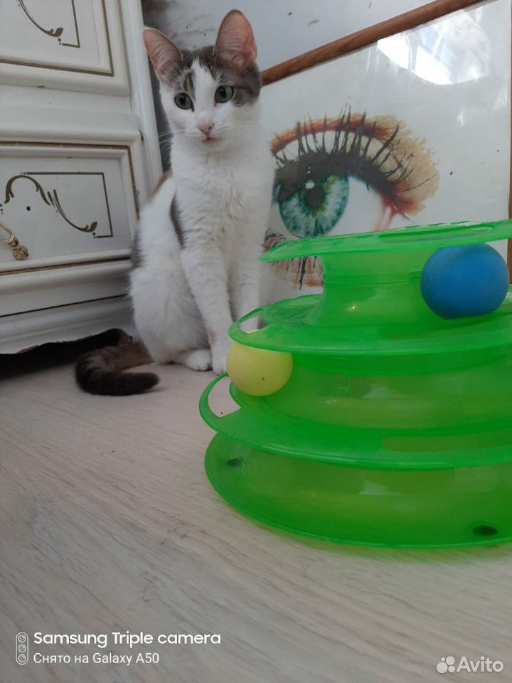 Кошка