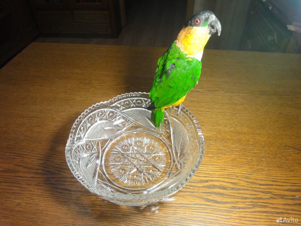 Попугай черноголовый белобрюхий (каик)