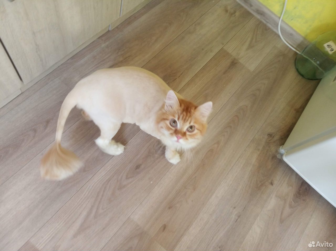 Рыжий кот