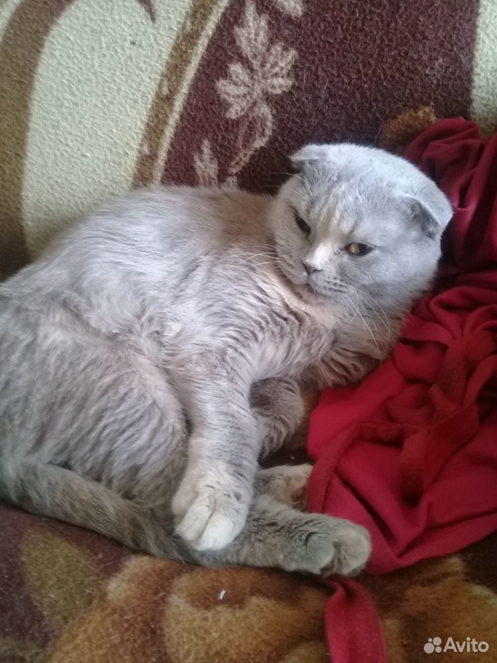 Отдам шотландскую вислоушку