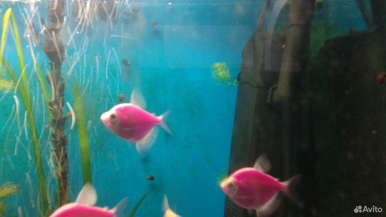 Тернеция глофиш (розовая)