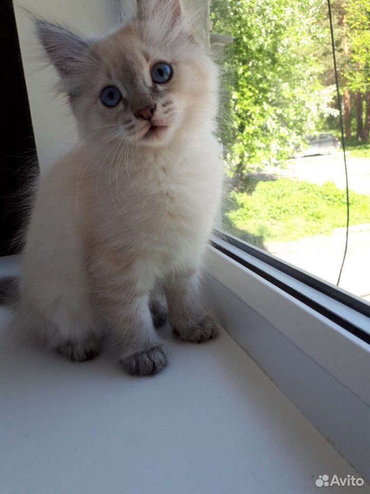 Девочка невская маскарадная