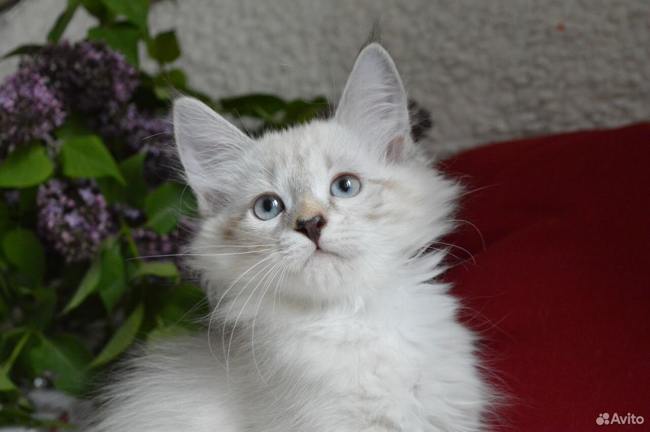 Невский котёнок