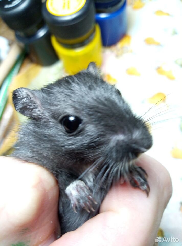 Песчанка монгольская