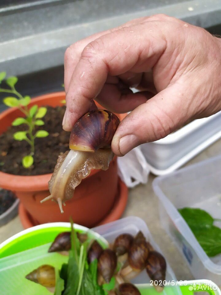 Улитки Ахатины 17шт(две жёлтые, 15корич.)