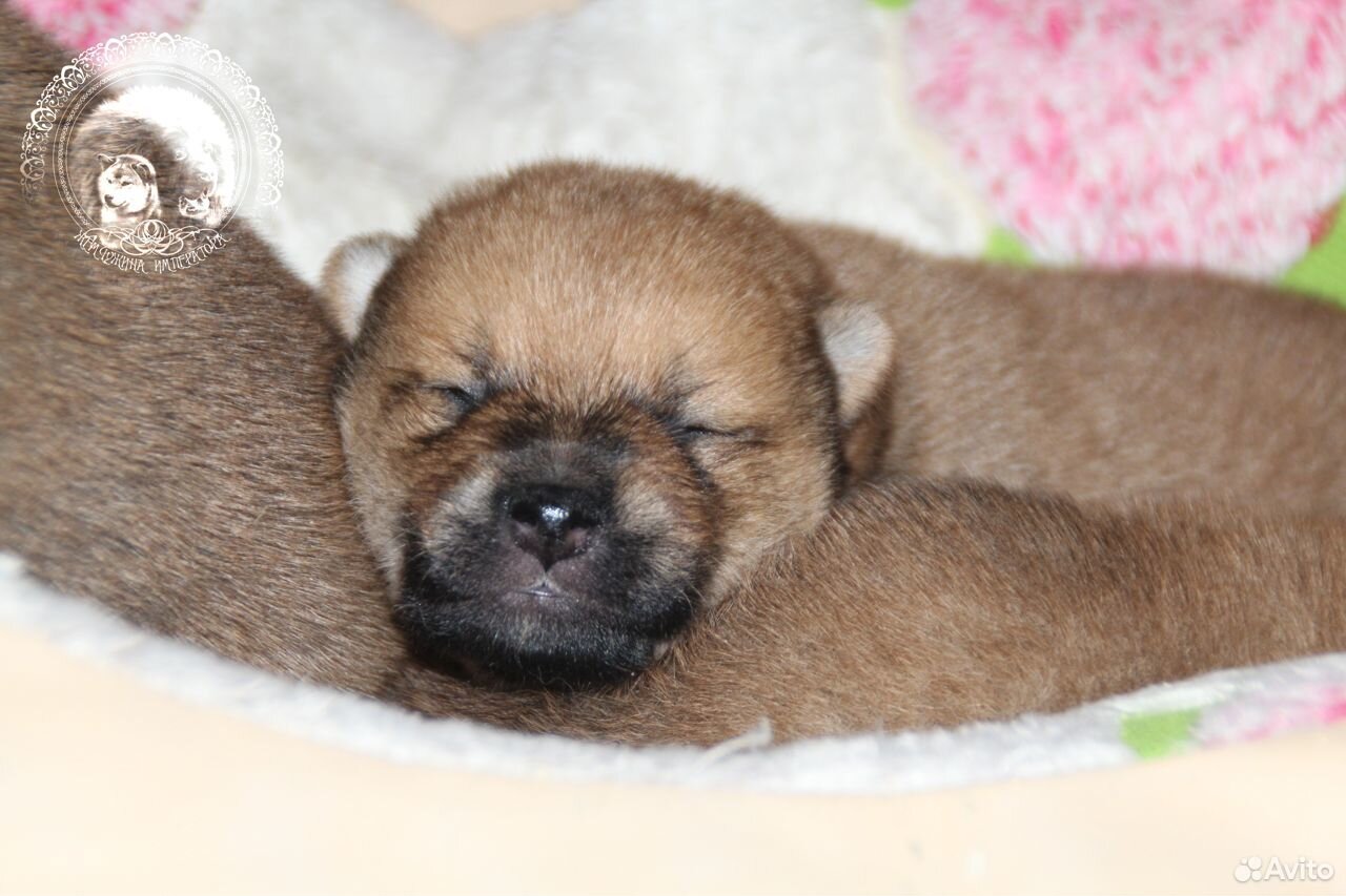 Щенки сиба ину