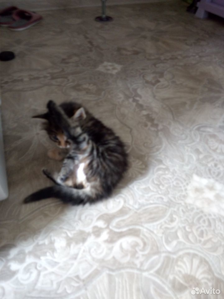 Котенок в хорошие руки