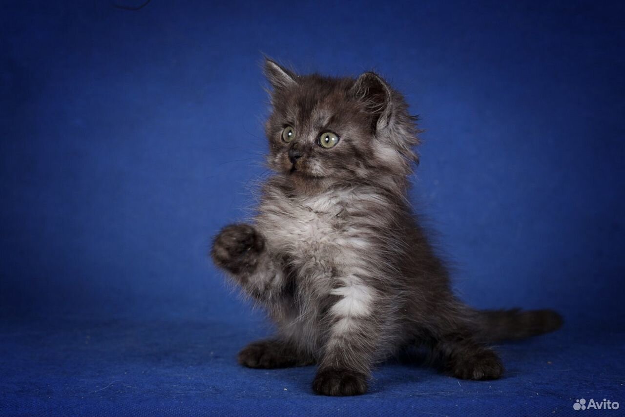 Продаю котят