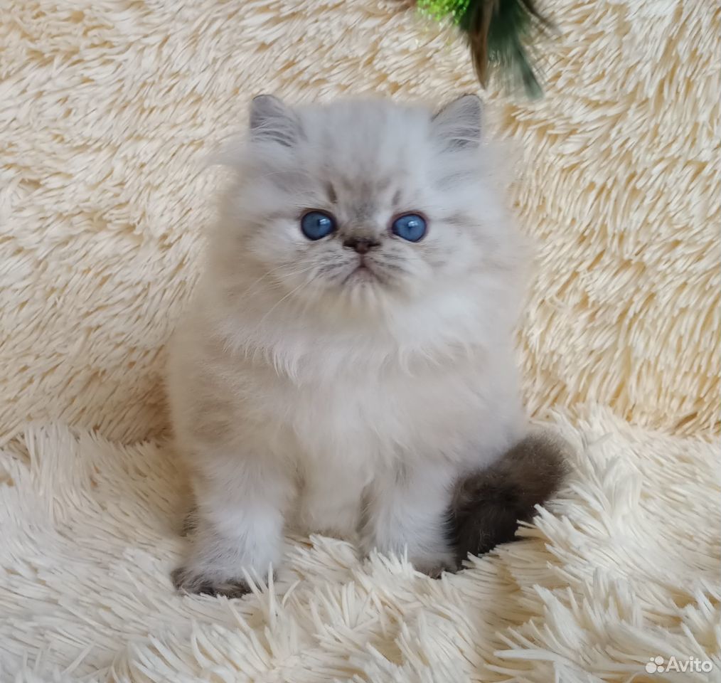 Синеглазый мальчик- классик