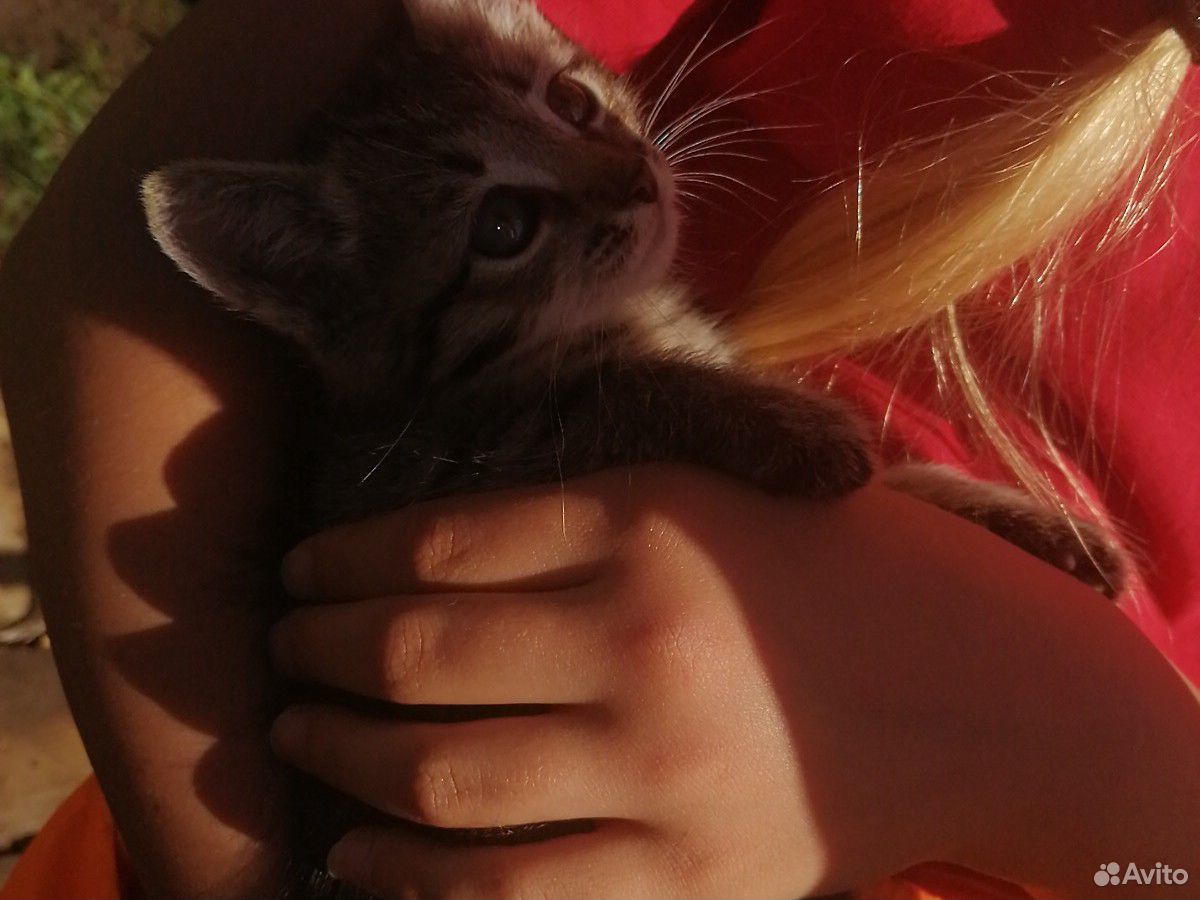 Котёнок