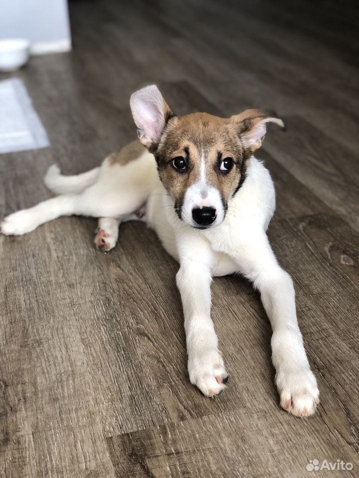 Щенок 3,5 месяца, мальчик в добрые руки