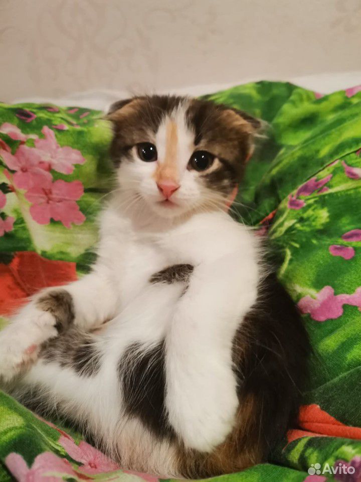 Кошка