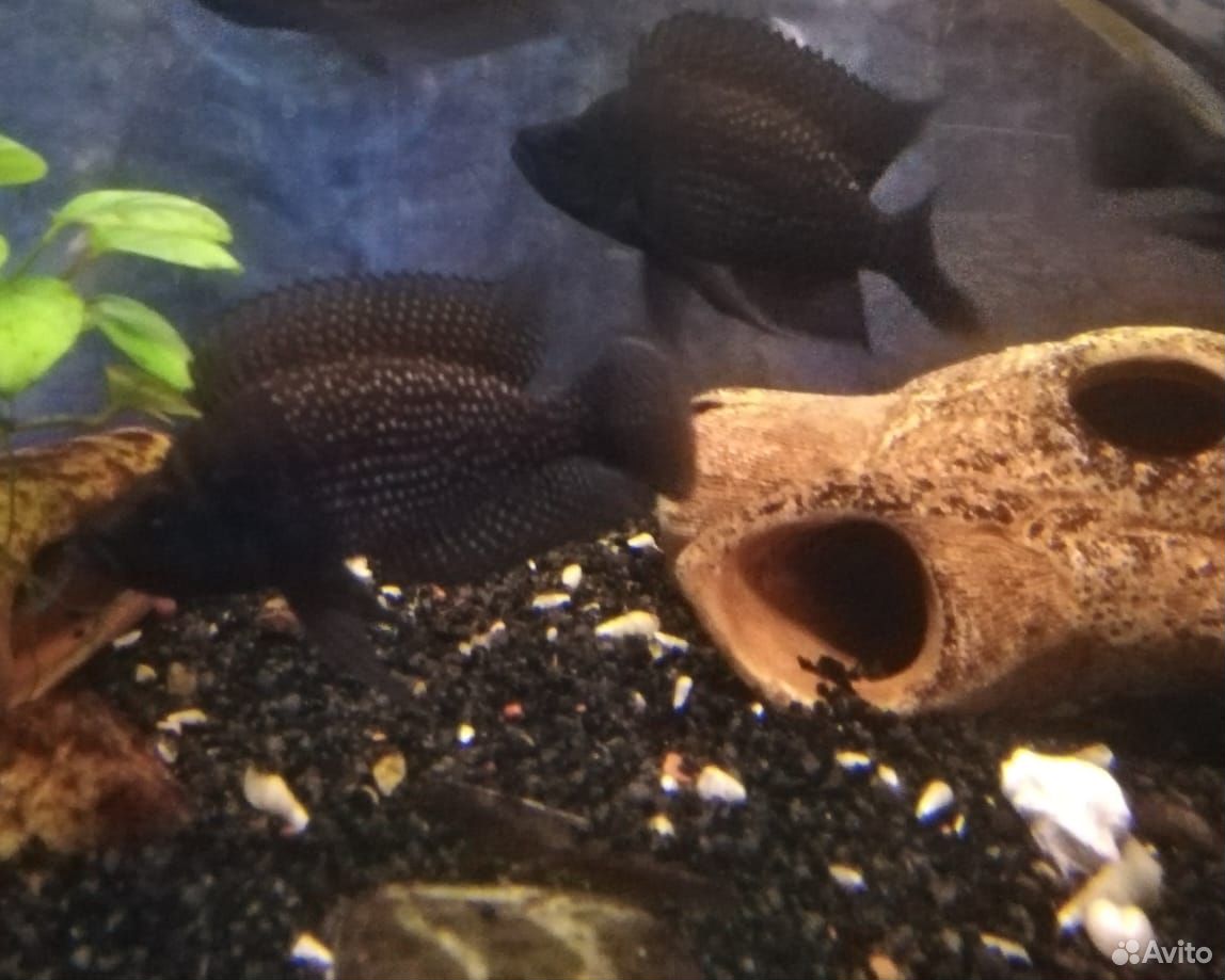 Кальвус блек