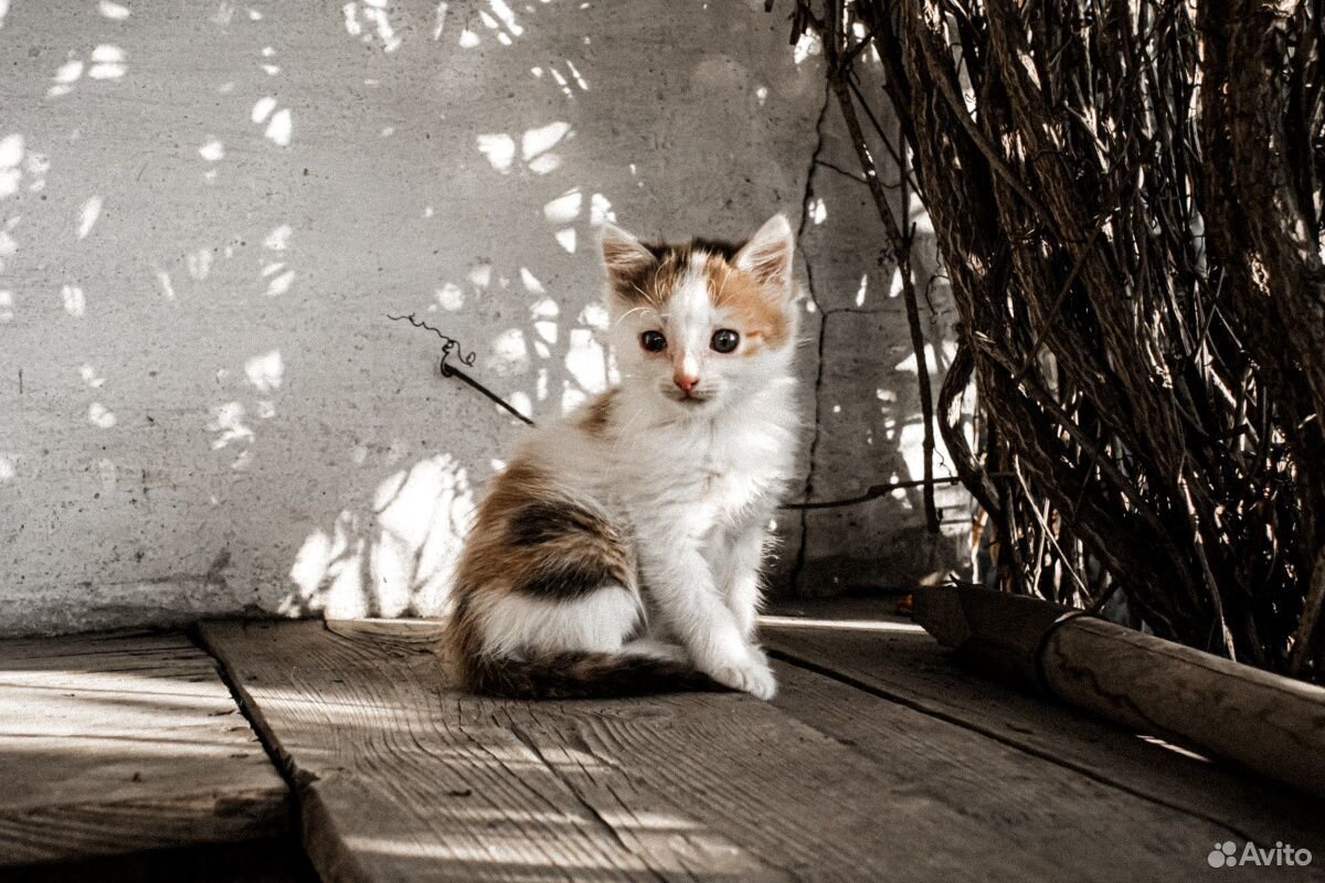 Котята